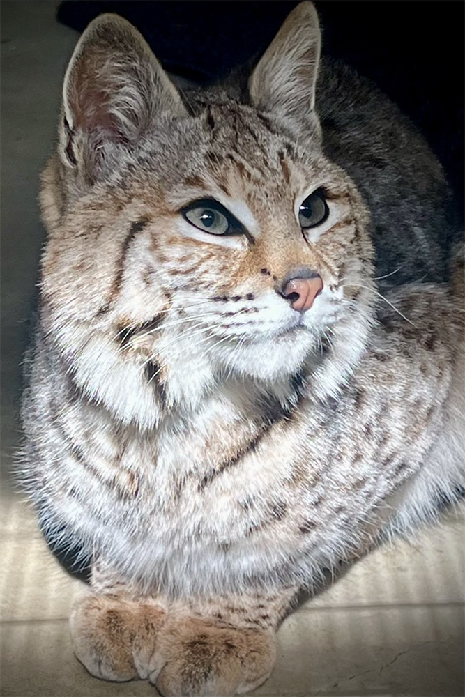 On the prowl: Young bobcat joins the Perkins Wildlife family at ...