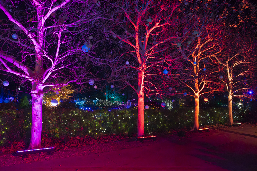 Ice Capped: A seasonal Botanical Garden in photos