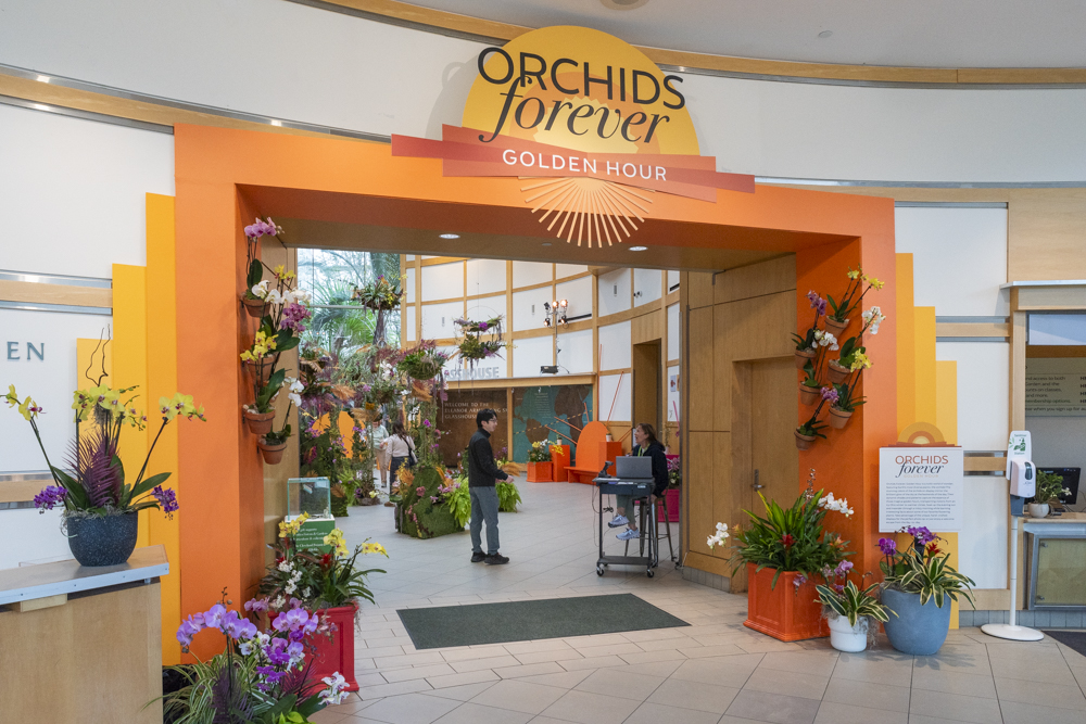 Orchids Forever: Golden Hour in photos