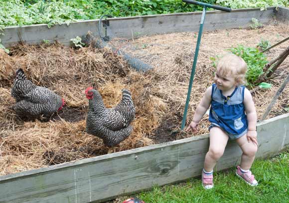 pets with benefits: how urban chickens are helping to build community